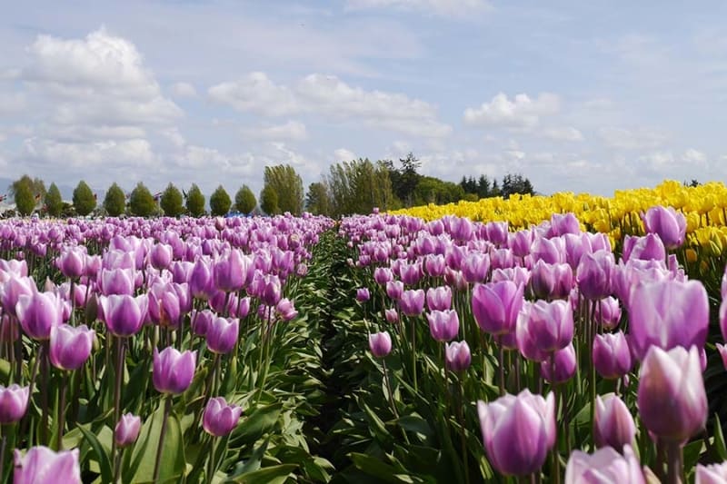 The Flower Ranch — AccuPOS Point of Sale